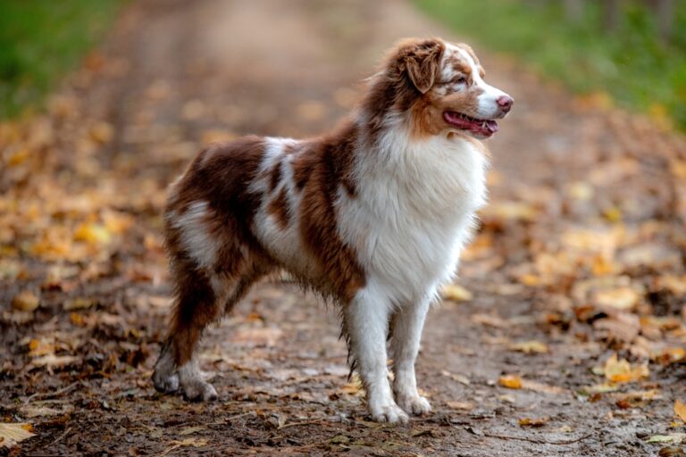Top 20 Most Athletic Dog Breeds (With Info & Pictures) | The Vet Desk