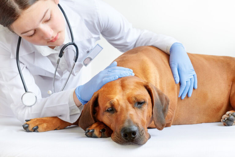 Can I Give My Dog Benadryl? Our Vet Explains the Uses & Potential Side ...