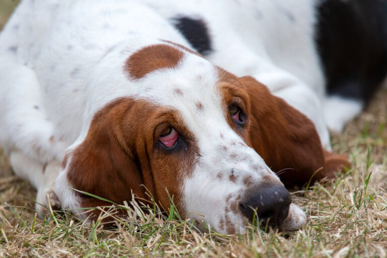 13 Common Eye Problems in Dogs: Vet-Verified Signs & Treatment Options ...