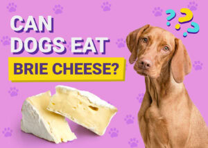 Can Dogs Eat Brie Cheese? Vet-Verified Nutrition Facts & Safety Guide ...