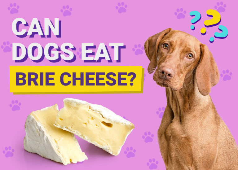 Can Dogs Eat Brie Cheese? Vet-Verified Nutrition Facts & Safety Guide ...
