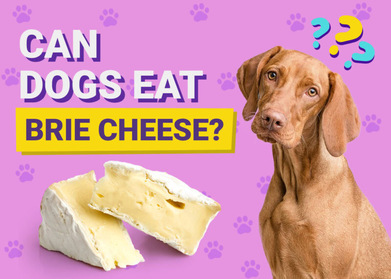 Can Dogs Eat Brie Cheese? Vet-Verified Nutrition Facts & Safety Guide ...
