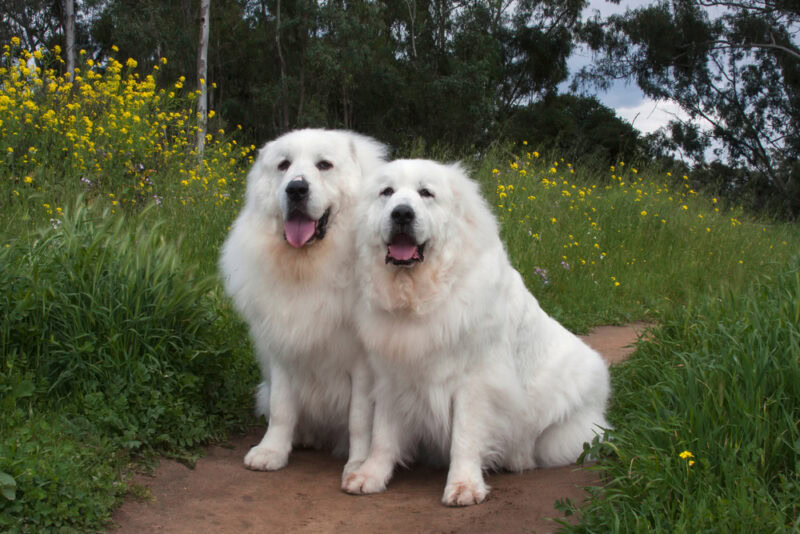 How Big Are Great Pyrenees? Average Size & Growth Chart (Vet-Verified ...