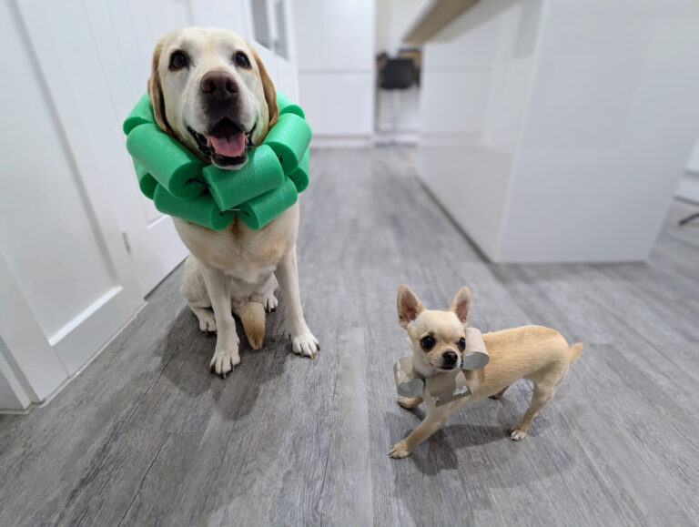 7 DIY Dog Cones You Can Make At Home: Vet-Tested & With Pictures | The ...