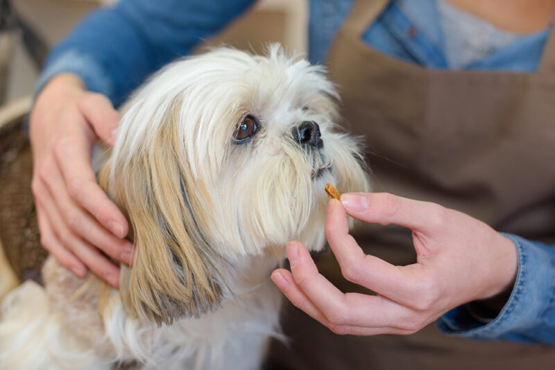 Burdock Root for Dogs: Vet Reviewed Uses, Potential Benefits & Side ...