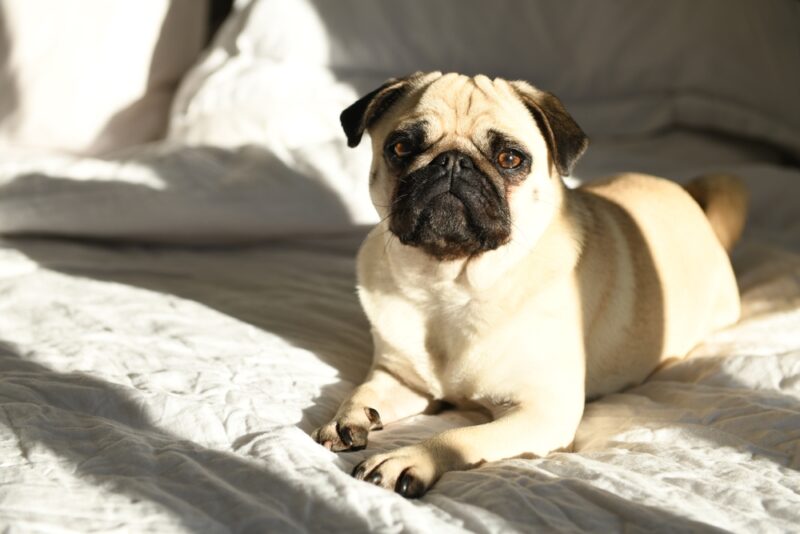 Are Pugs Hypoallergenic? Dog Allergies Explained (Vet-Verified) | The ...