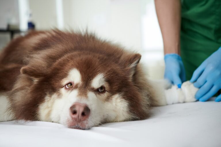 Anemia Treatments in Dogs: Our Vet Explains 11 Options | The Vet Desk