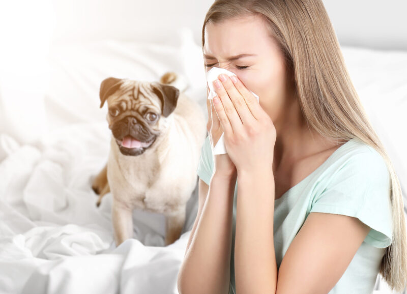 Are Pugs Hypoallergenic? Dog Allergies Explained (Vet-Verified) | The ...