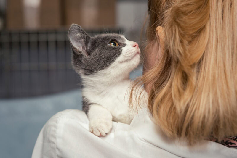 14 Vet-Reviewed Reasons & Benefits of Adopting a Cat | The Vet Desk