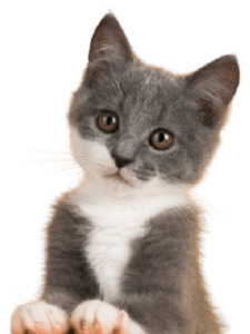 Diabetic Neuropathy in Cats: Signs, Causes & Treatment (Vet Answer ...