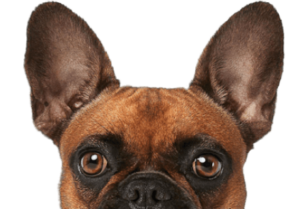 Dog Urine Color Chart: Vet-Verified Guide on Normal or Concerning Signs ...