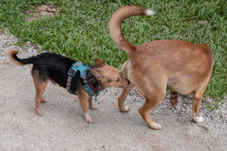 Why Do Dogs Sniff Butts? Canine Communication Explained (Vet-Verified ...