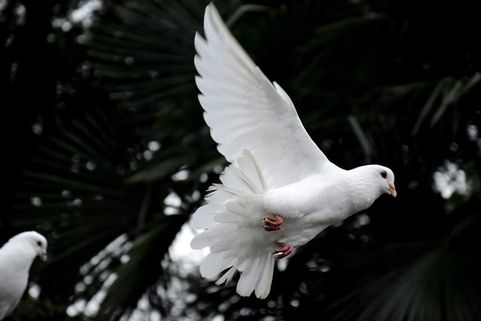 White Dove: Facts, Behavior, History & More (With Pictures) | The Vet Desk