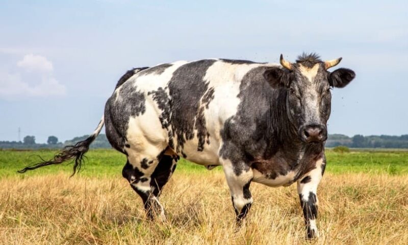 How to Tell if Cattle Are Cows, Bulls, Heifers, or Steers (With ...