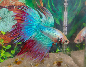Siamese Fighting Fish: Care, Pictures, Lifespan & More | The Vet Desk