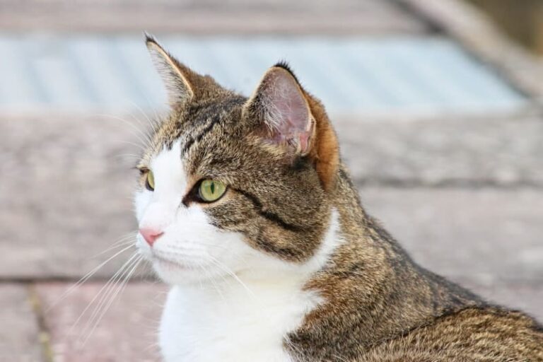 What's the Function of a Cat's Henry's Pocket? Vet-Reviewed Facts ...