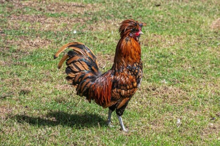10 Crested Chicken Breeds: Info & Facts (With Pictures) | The Vet Desk