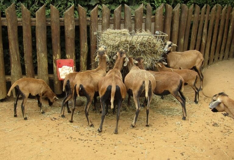 20 Essential Goat Supplies to Get You Started: 2026 Guide | The Vet Desk
