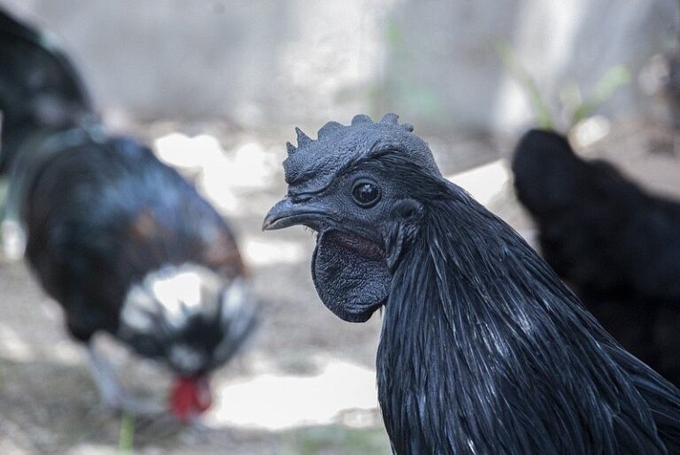 13 Most Expensive Chicken Breeds in the World: Info & Facts (With ...