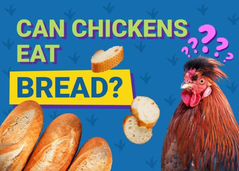 Can Chickens Eat Bread? Vet-Reviewed Diet & Health Advice | The Vet Desk