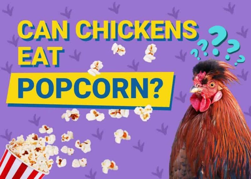 Can Chickens Eat Popcorn? Diet & Health Advice | The Vet Desk