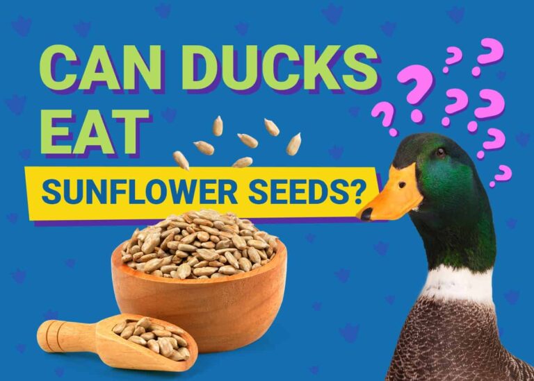 Can Ducks Eat Sunflower Seeds? Nutrition Facts & Info | The Vet Desk
