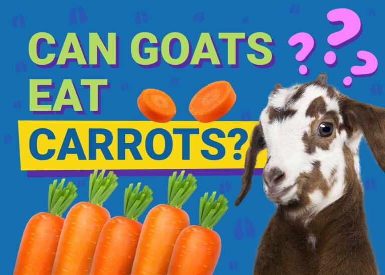 Can Goats Eat Carrots? Health Facts & FAQ | The Vet Desk