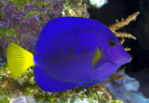 Purple Tang: Care Guide, Info, Facts & Pictures | The Vet Desk