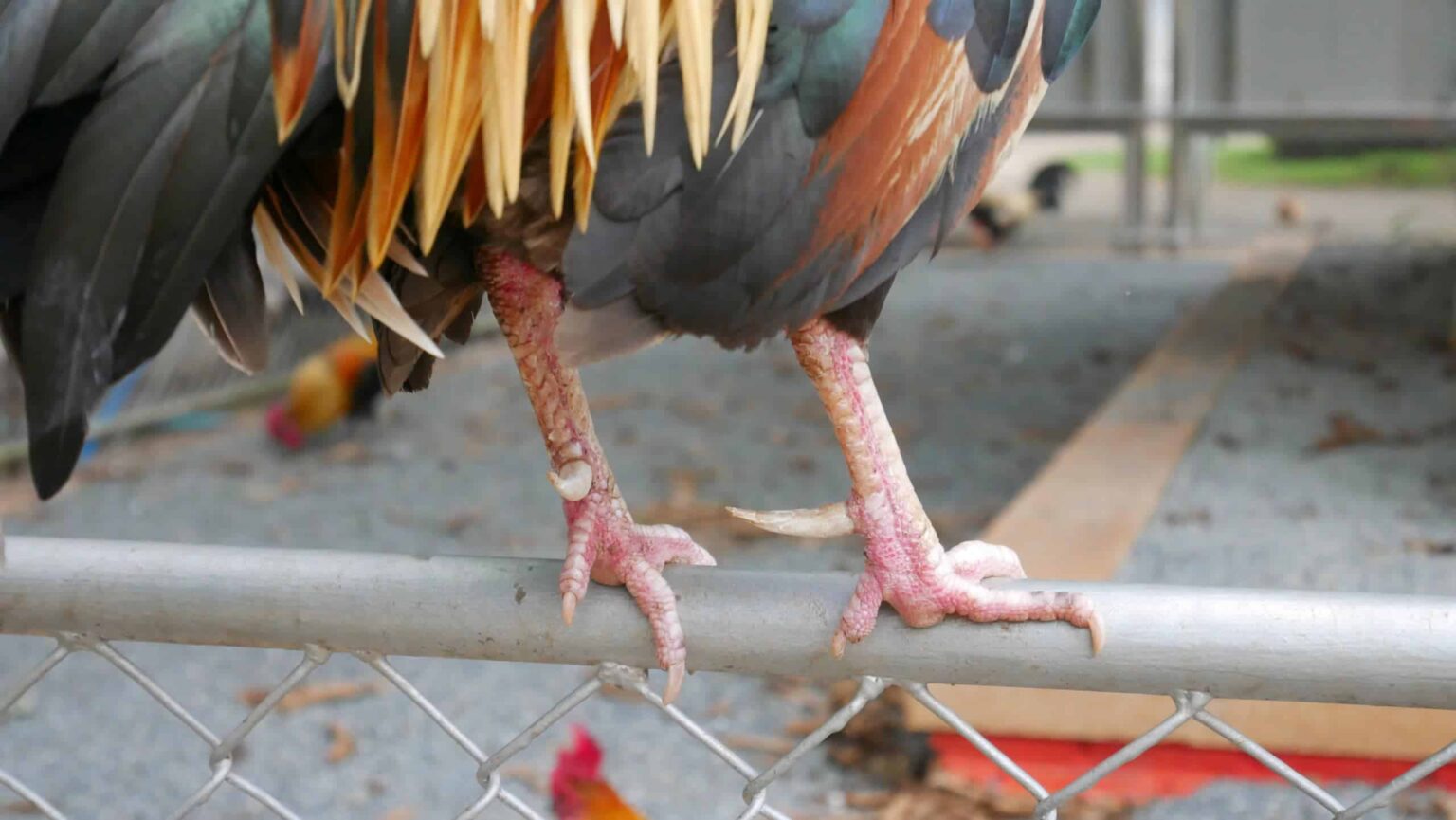 Do All Roosters Have Spurs? Anatomy Explained | The Vet Desk