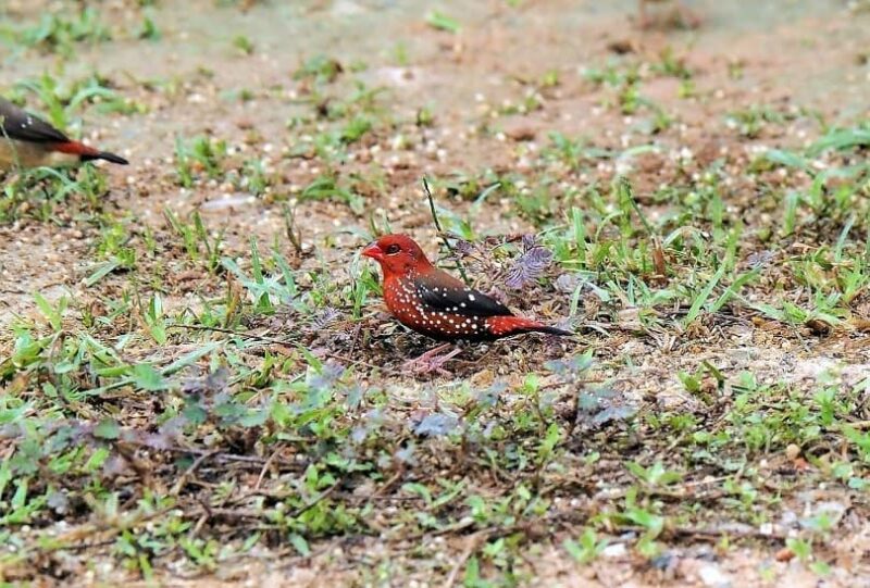 Strawberry Finch: Info, Pictures, Care Guide & More | The Vet Desk