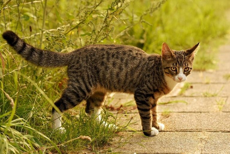 Mackerel Tabby Cats: Info, Pictures, History & More | The Vet Desk