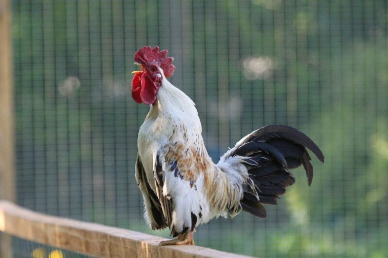 10 Common Chicken Sounds and Their Meanings (With Audio) | The Vet Desk
