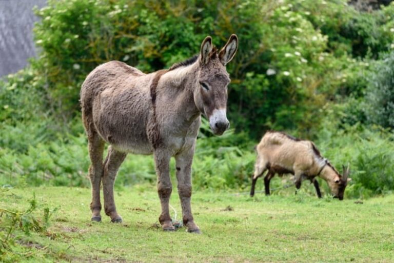 Do Donkeys and Goats Get Along? Facts & FAQ | The Vet Desk