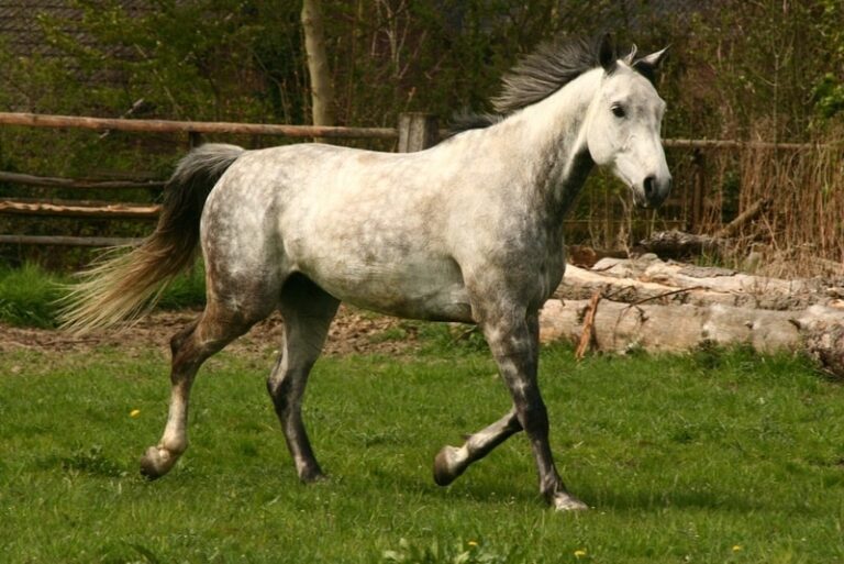 All About Light Horses: Info, Pictures, Types & More | The Vet Desk