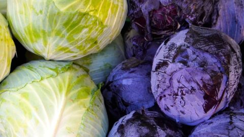 Can Dogs Eat Cabbage? Vet-Reviewed Benefits & Risks | The Vet Desk