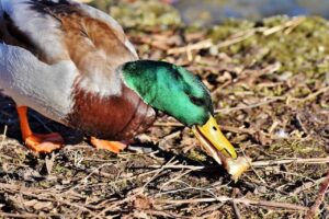 What Do Ducks Eat in the Wild and as Pets? Diet & Health Facts | The ...