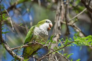 Parakeets: Types, Behavior, Facts, Care Guide, & Pictures | The Vet Desk