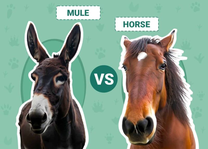 Mule vs. Horse: Key Differences (With Info & Pictures) | The Vet Desk