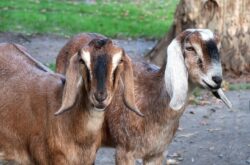 20 Popular Types of Goat Breeds (With Info & Pictures) | The Vet Desk