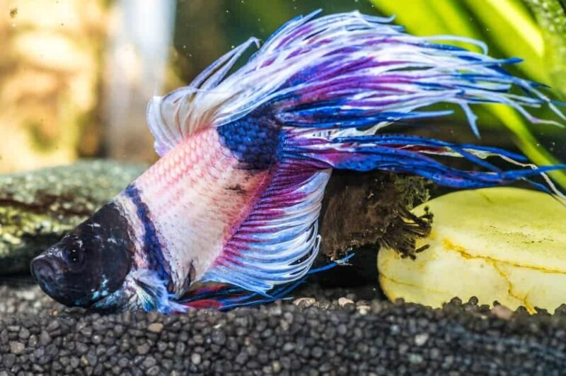 Siamese Fighting Fish: Care, Pictures, Lifespan & More | The Vet Desk