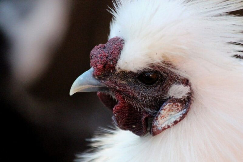 6 Chinese Chicken Breeds: Info & Facts (With Pictures) | The Vet Desk