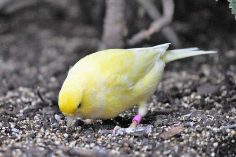 Roller Canary: Info, Pictures, Care Guide & More | The Vet Desk