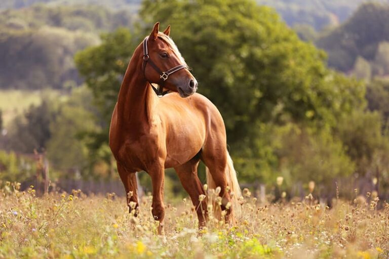 Welsh Pony: Info, Facts, Care Guide, & Pictures | The Vet Desk