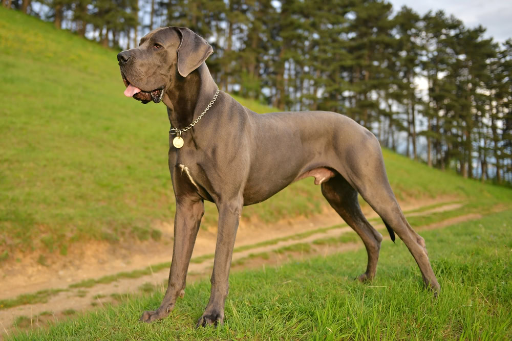 15 Working Dog Breeds: Info, Pictures & More | The Vet Desk