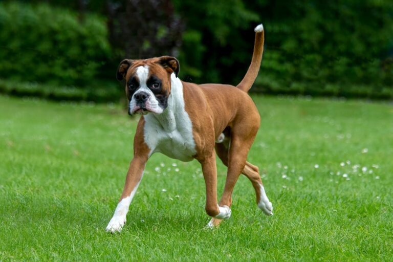Top 20 Most Athletic Dog Breeds (With Info & Pictures) | The Vet Desk