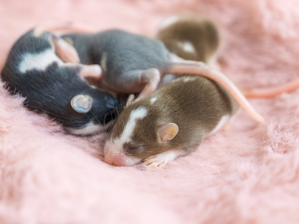 How Many Babies Do Mice Have In a Litter? Vet Answer & FAQ | The Vet Desk