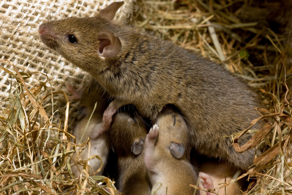 How Many Babies Do Mice Have In a Litter? Vet Answer & FAQ | The Vet Desk