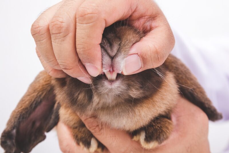 Why Do Rabbits Grind Their Teeth? 5 Possible Reasons | The Vet Desk