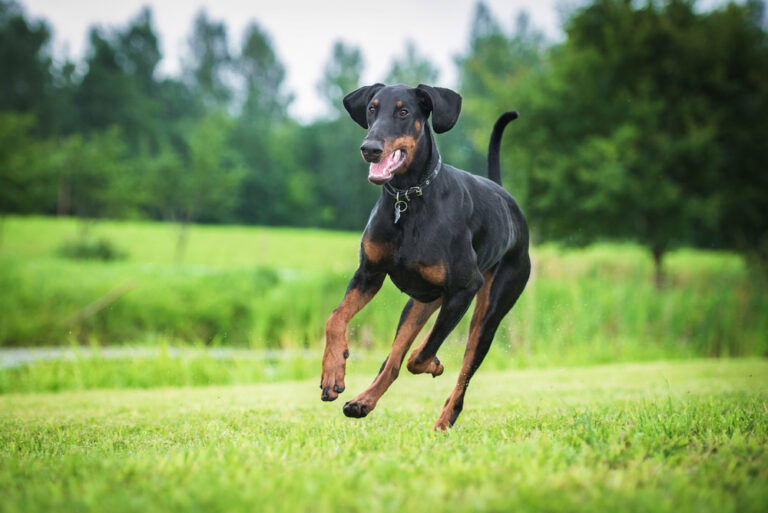 Top 20 Most Athletic Dog Breeds (With Info & Pictures) | The Vet Desk
