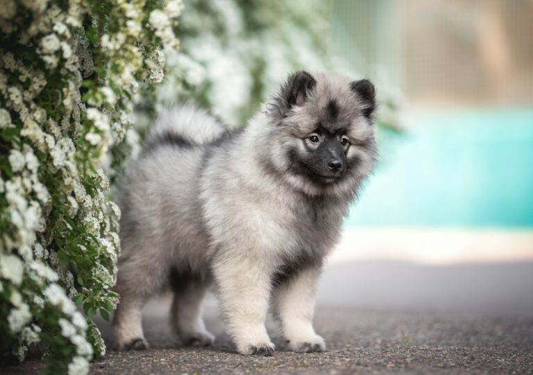 Non-Sporting Dog Breeds (With Info & Pictures) | The Vet Desk